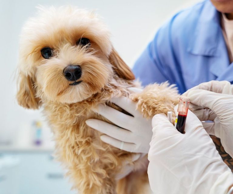 Veterinary Blood Tests in Waco, TX | Lake Air Animal Hospital